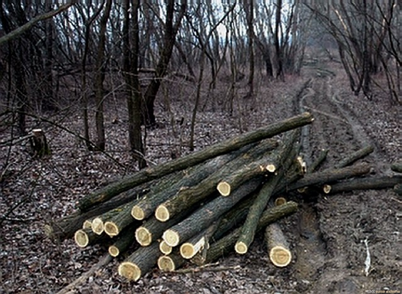 A tăiat o pădure de salcâmi » Radio România Reșița