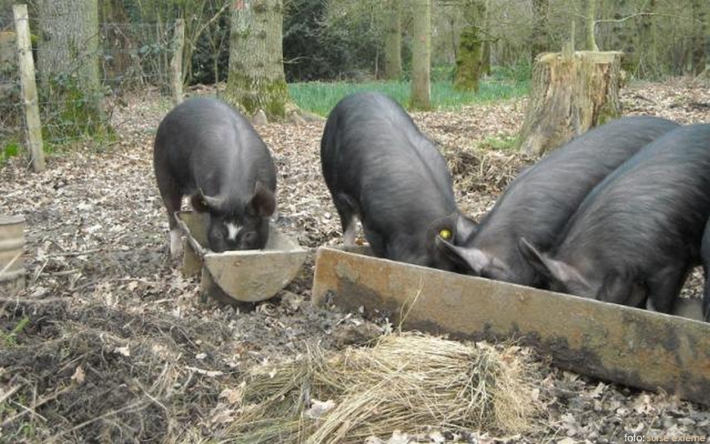 Programul de sprijin pentru crescătorii de porci din rasele Bazna și ...