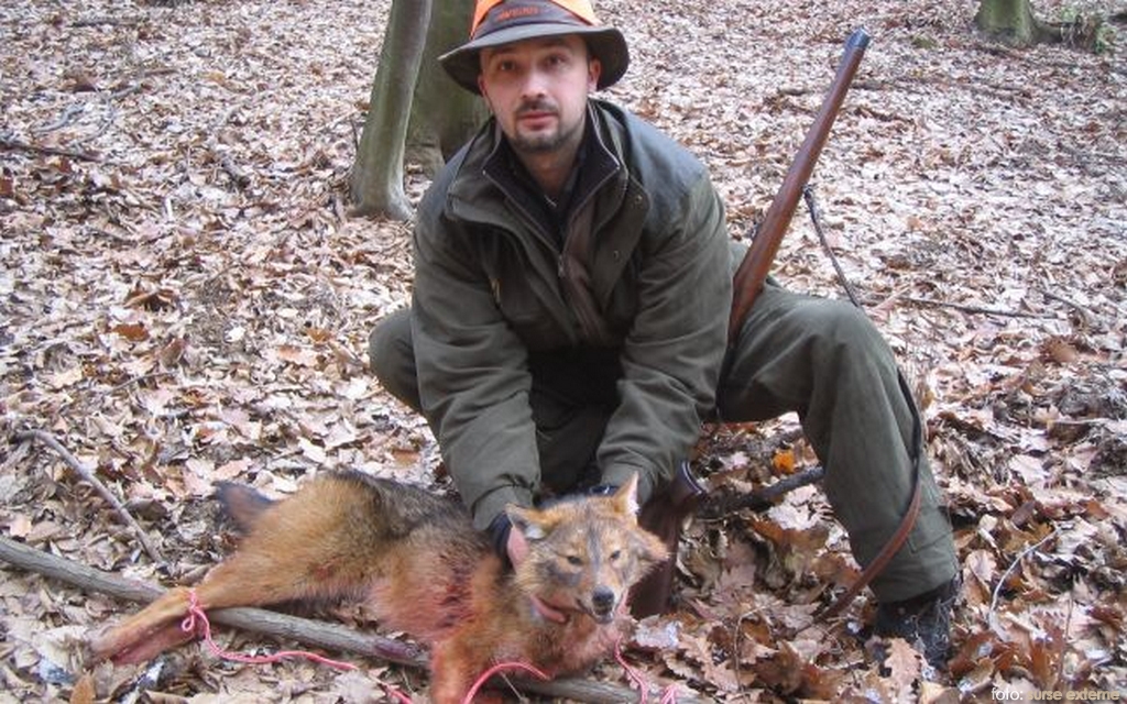 Şacalii invadează pădurile din Banatul de Munte