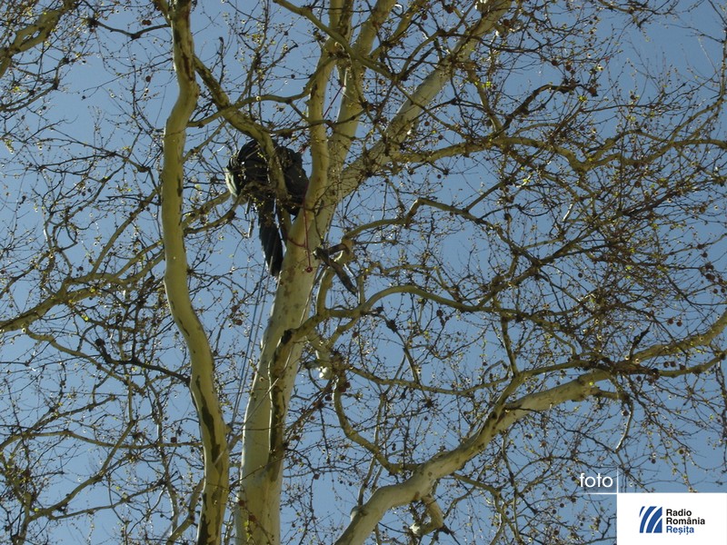 La Caransebeş a început acţiunea de distrugere a cuiburilor de ciori ...