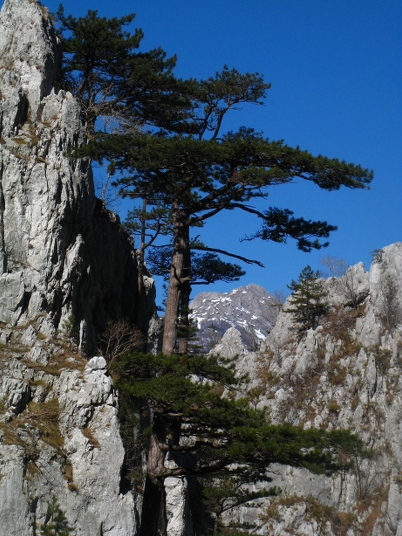 Festivalul „Pinul Negru de Banat”, în Băile Herculane | Radio România ...