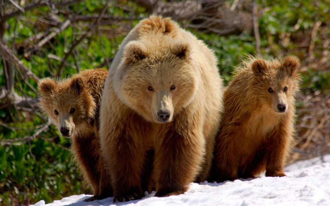 Proiect pilot pentru urşii din Retezat | Radio România Reșița