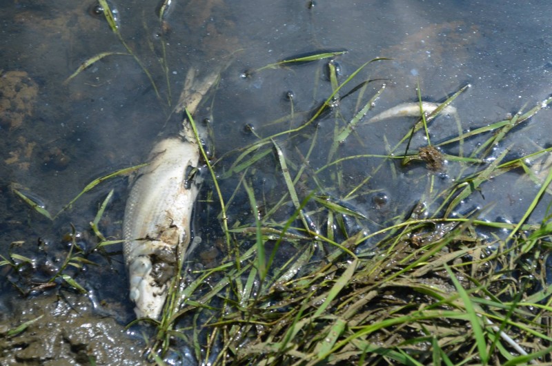 De ziua biodiversității, poveşti cu peştii de pe Nera care mor loviţi ...