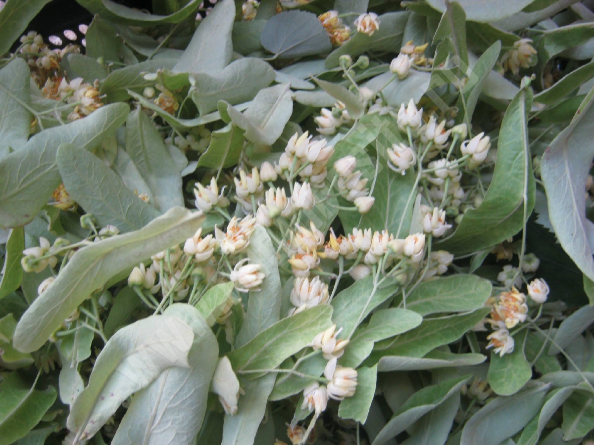 Teiul şi sunătoare la mare căutare | Radio România Reșița