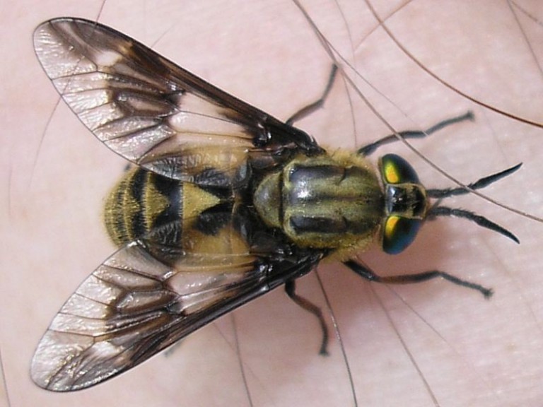 A murit după ce a fost înţepat de un tăun | Radio România Reșița