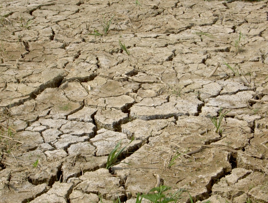 Seceta afectează România: recolte distruse şi fântâni secate » Radio ...