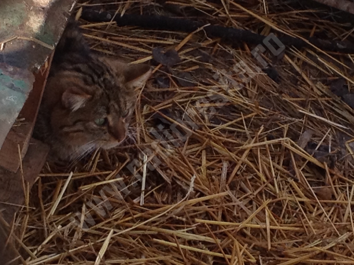 Pisica sălbatică, noua atracţie de la Grădina Zoologică din Reşiţa ...