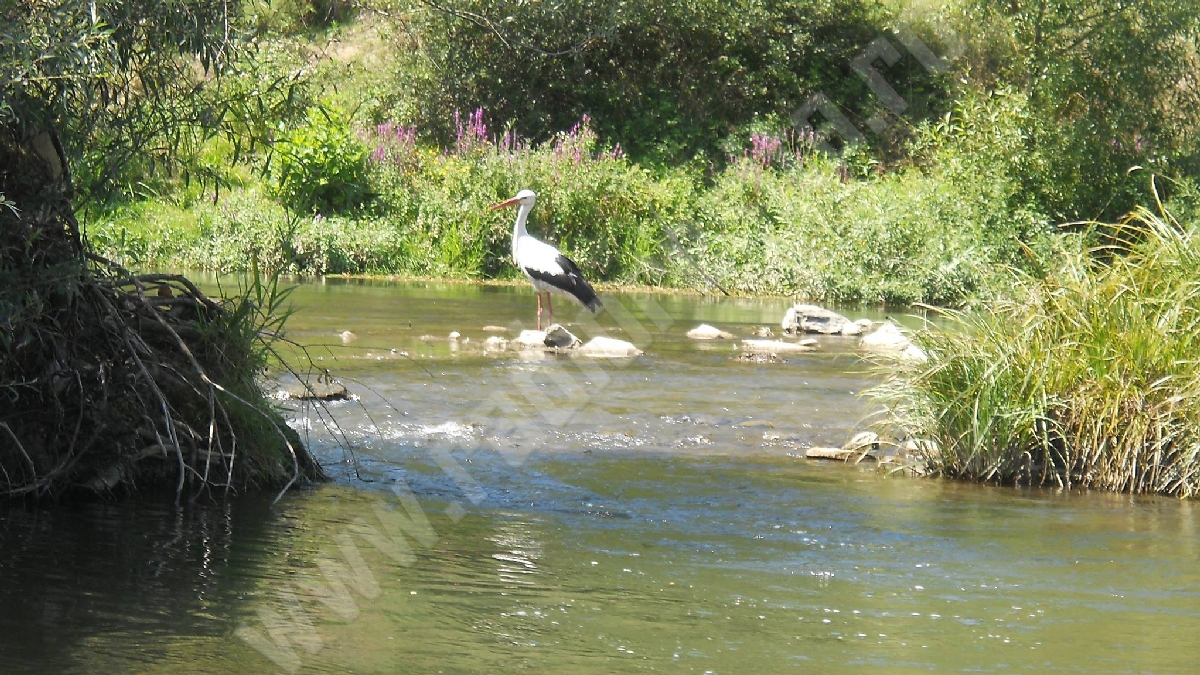Râul Nera este în pericol din cauza microhidrocentralelor | Radio ...
