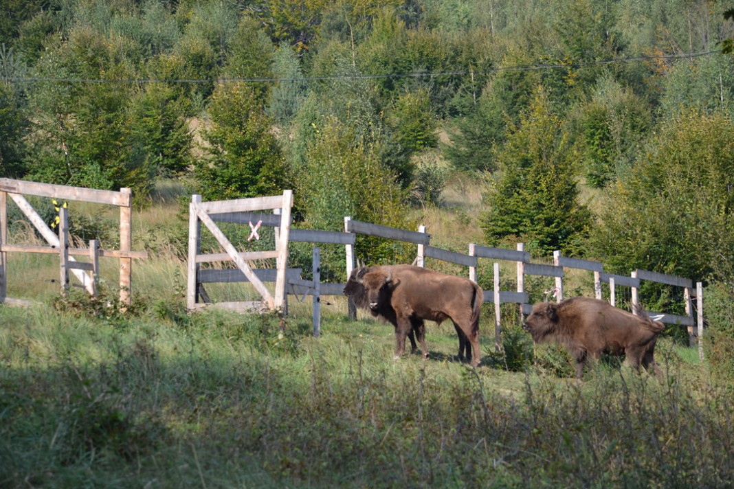 Zimbrul va circula liber în pădurile din Banat: După Armeniş, un nou ...