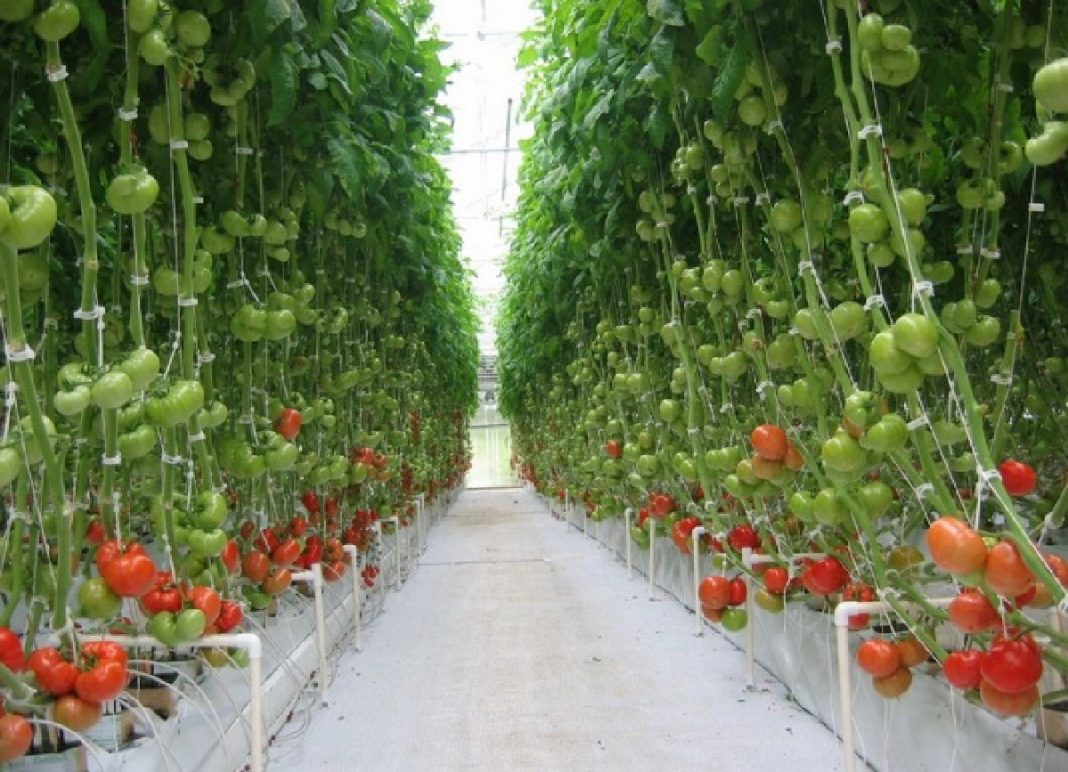 Biled intră în forţă pe piaţa de tomate | Radio România Reșița