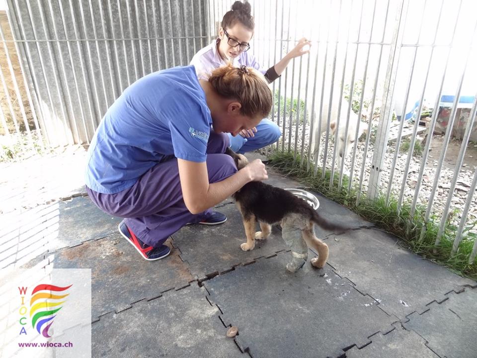 Sterilizare și castrare gratuite pentru patrupedele cărășenilor » Radio ...