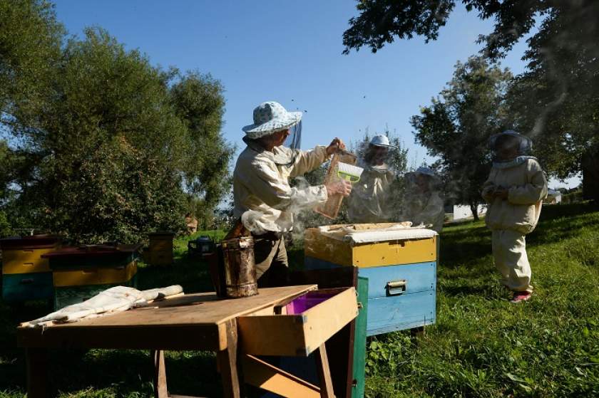 Termen limită în Programul Naţional Apicol | Radio România Reșița