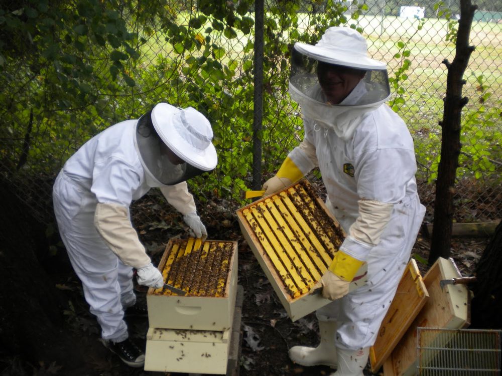 [AUDIO] Apicultori îngrijoraţi în Caraş-Severin | Radio România Reșița