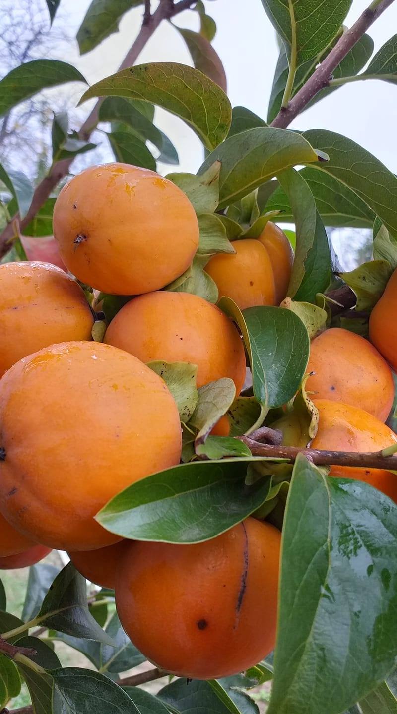 [FOTO] Kaki, fructul exotic care, datorită schimbărilor climatice ...