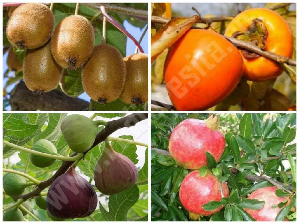 [AUDIO] Kaki, smochini, rodii şi kiwi, aclimatizaţi în livada unui ...