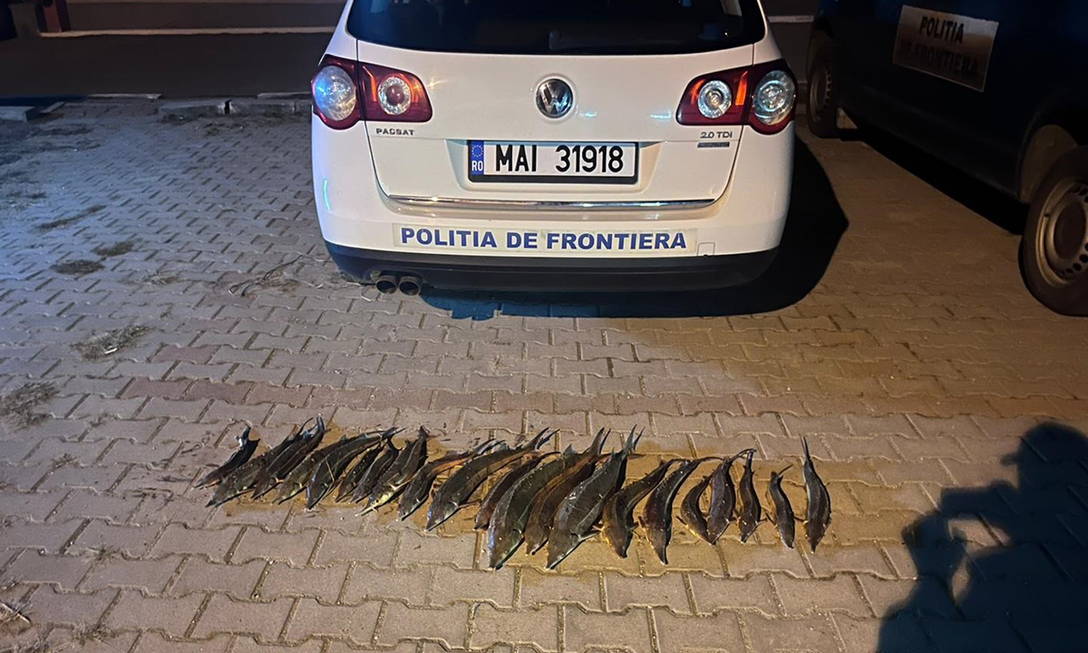 Braconaj cu sturioni la Dunăre » Radio România Reșița