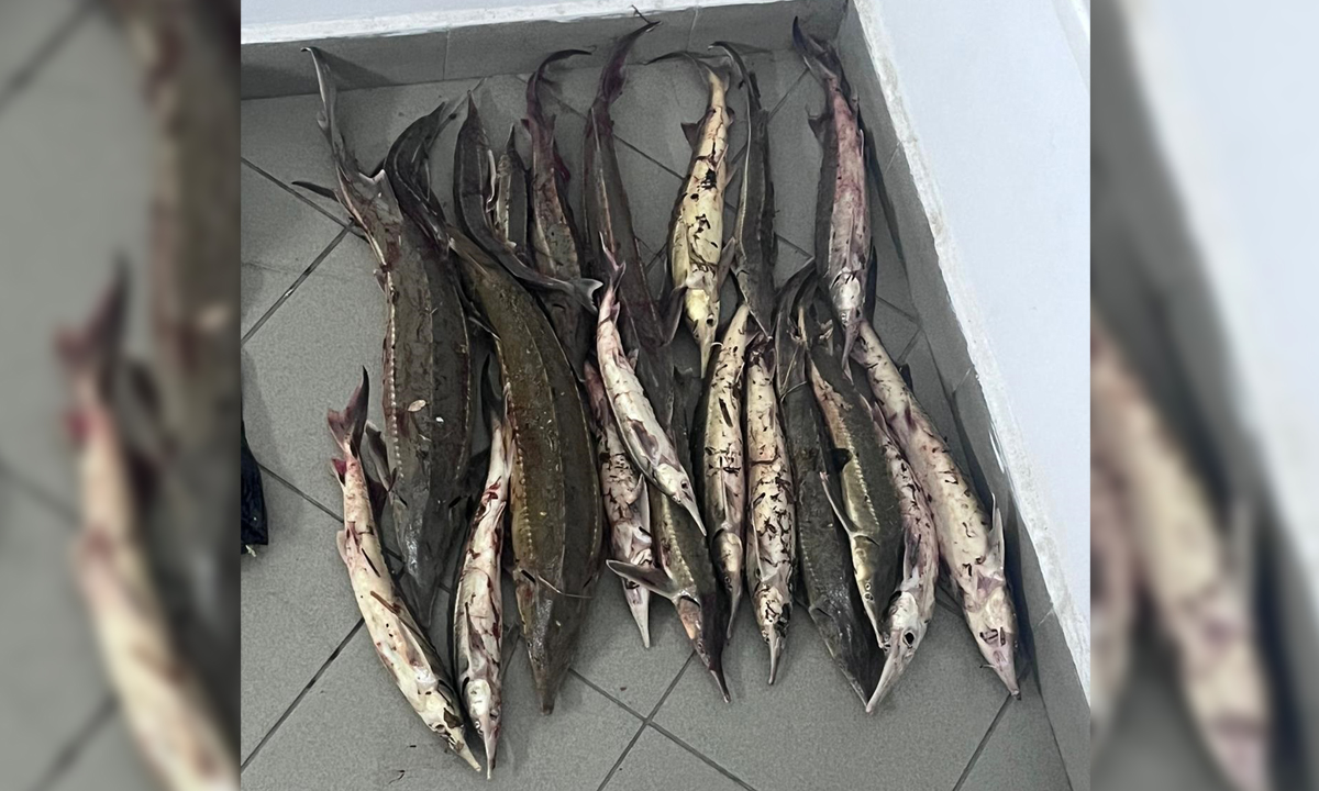 Braconaj cu sturioni la Dunăre » Radio România Reșița