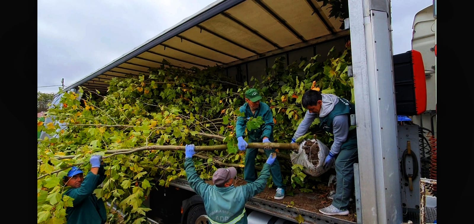 [AUDIO] Arbori ornamentali din Italia vor înverzi parcurile din Reşiţa ...