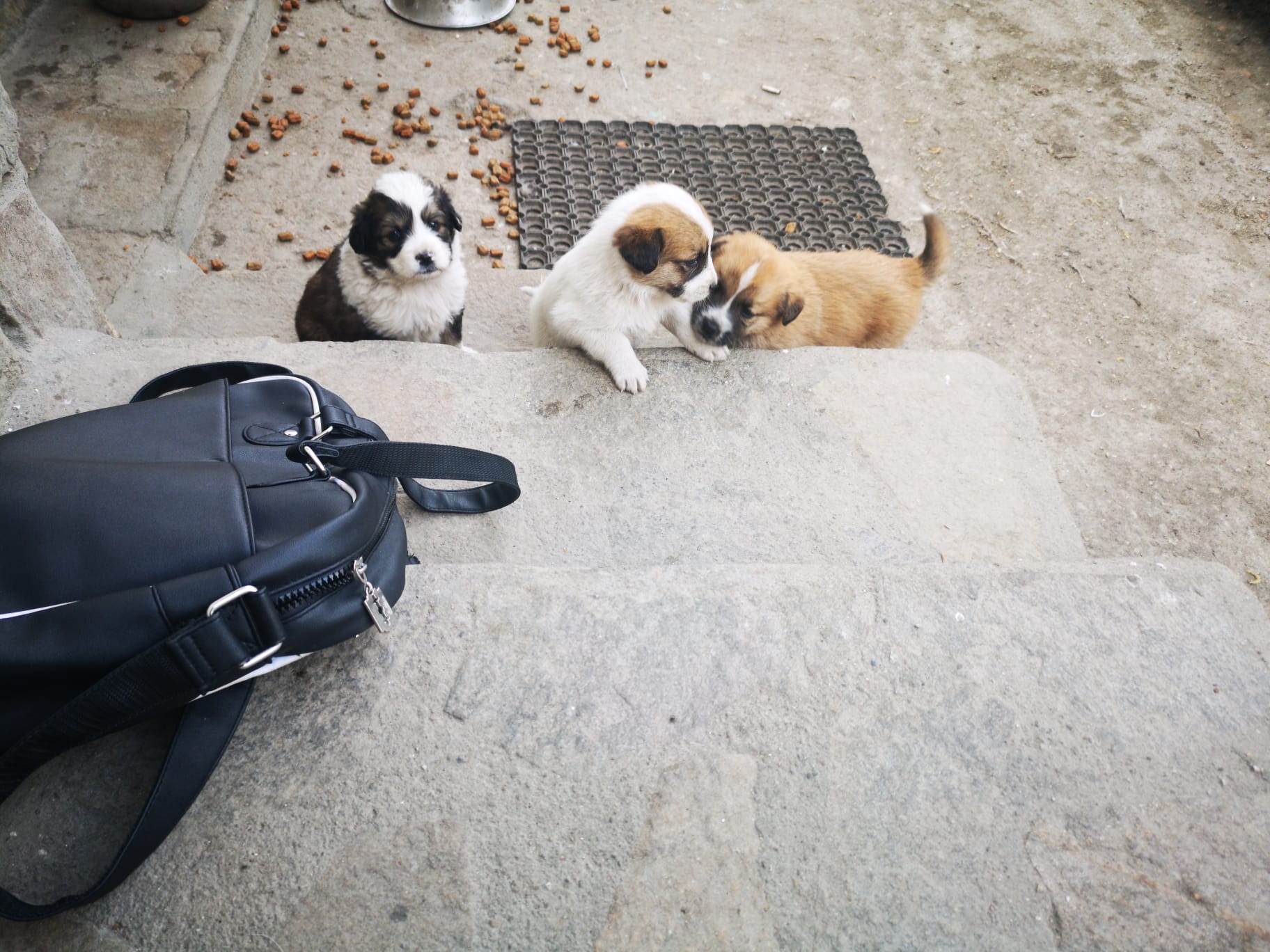 Bun de plată după ce a abandonat patru câini în fața unui cabinet ...