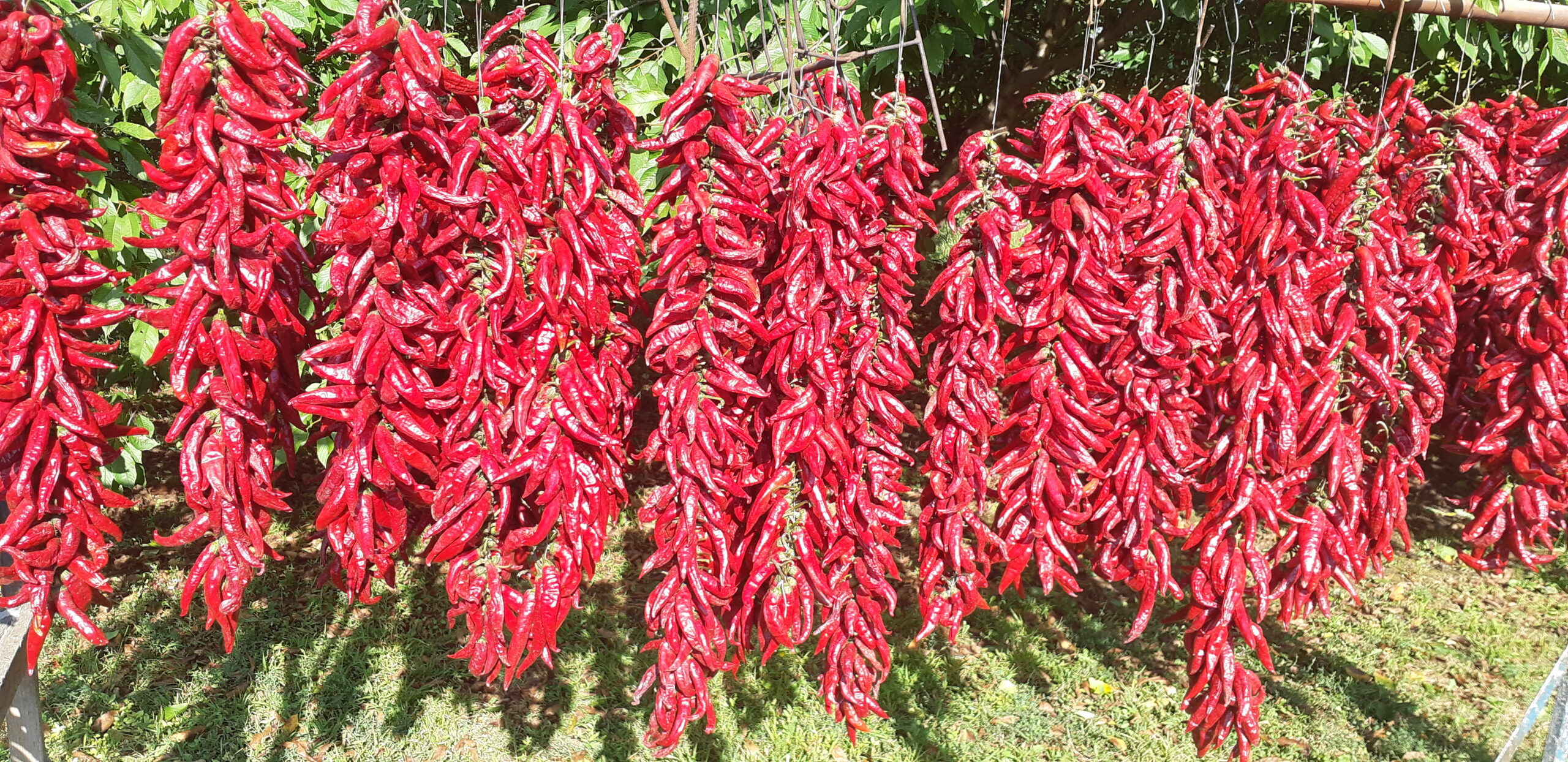 Boiaua de Banat, în meniurile călugărilor de pe Muntele Athos » Radio ...