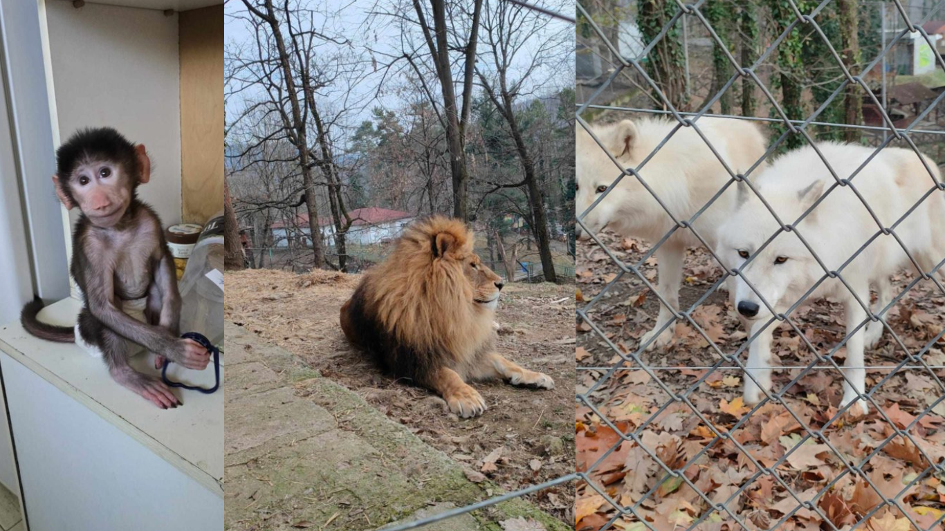 Noutăți la Grădina Zoologică din Reșița: Lupi albi, lei, tigri și un ...