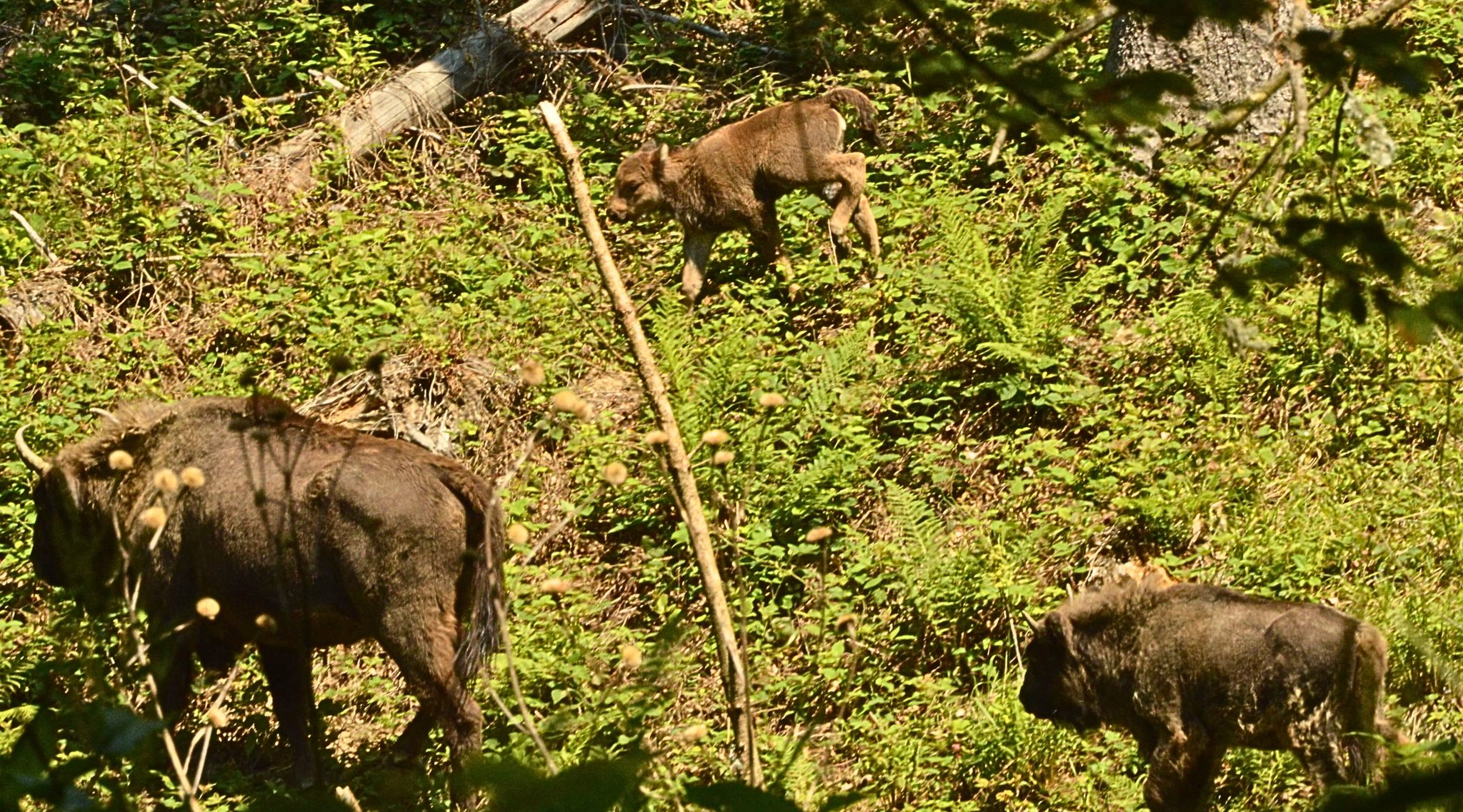 Pui de zimbri născuți în libertate, surprinși în Munții Țarcu » Radio ...