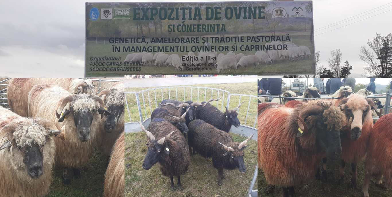 Expoziția de Ovine Caransebeș 2025 – tradiție, pasiune și performanță ...
